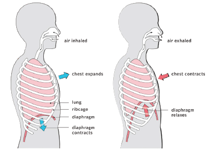 Respiratory System Diaphragm Function